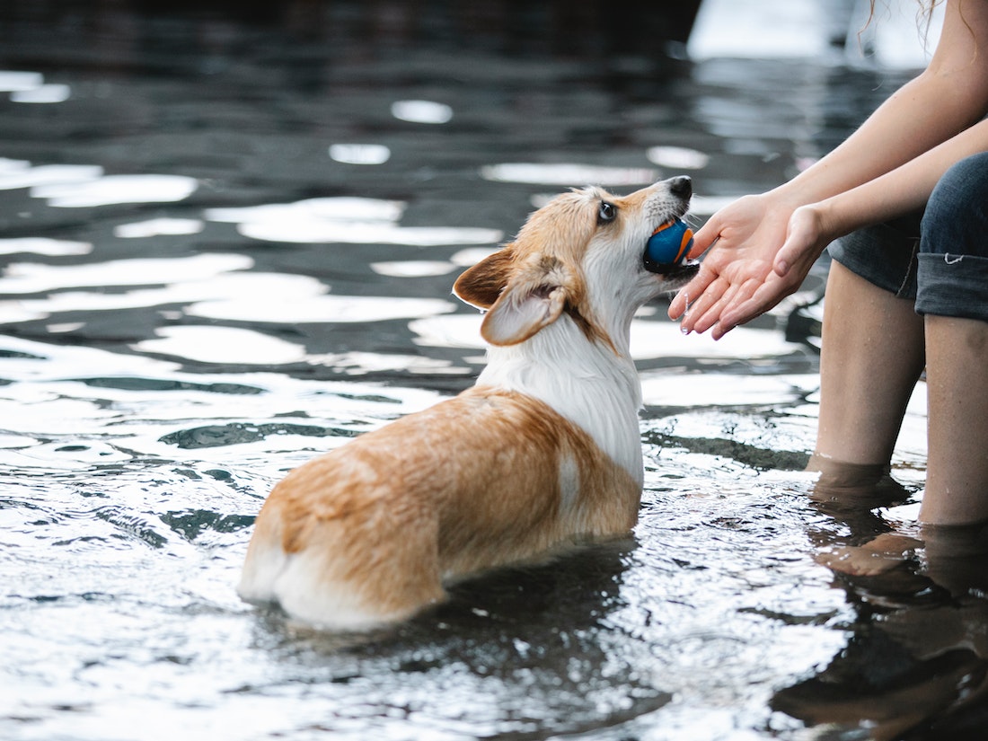 How Often Should My Dog Get Groomed? - The Fur Machine