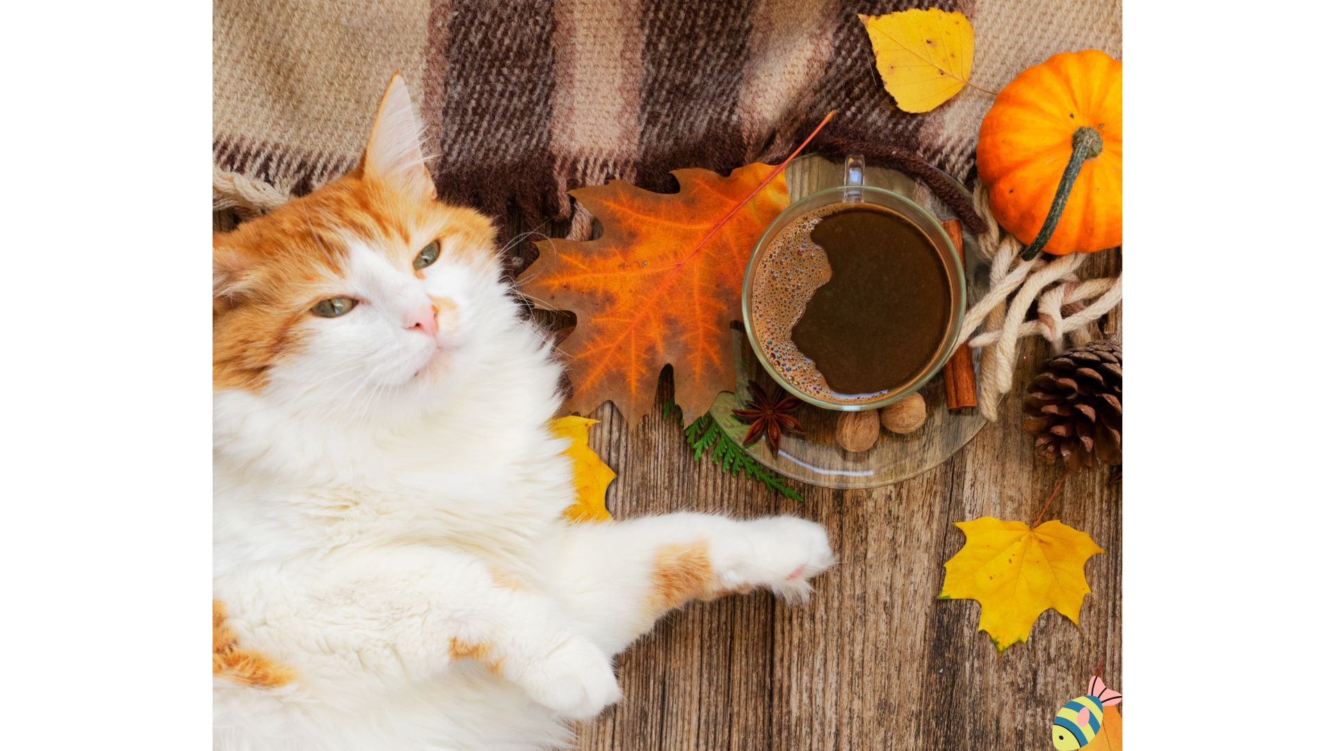 Understanding the Impact of Daylight Savings on Your Cat’s Schedule ...