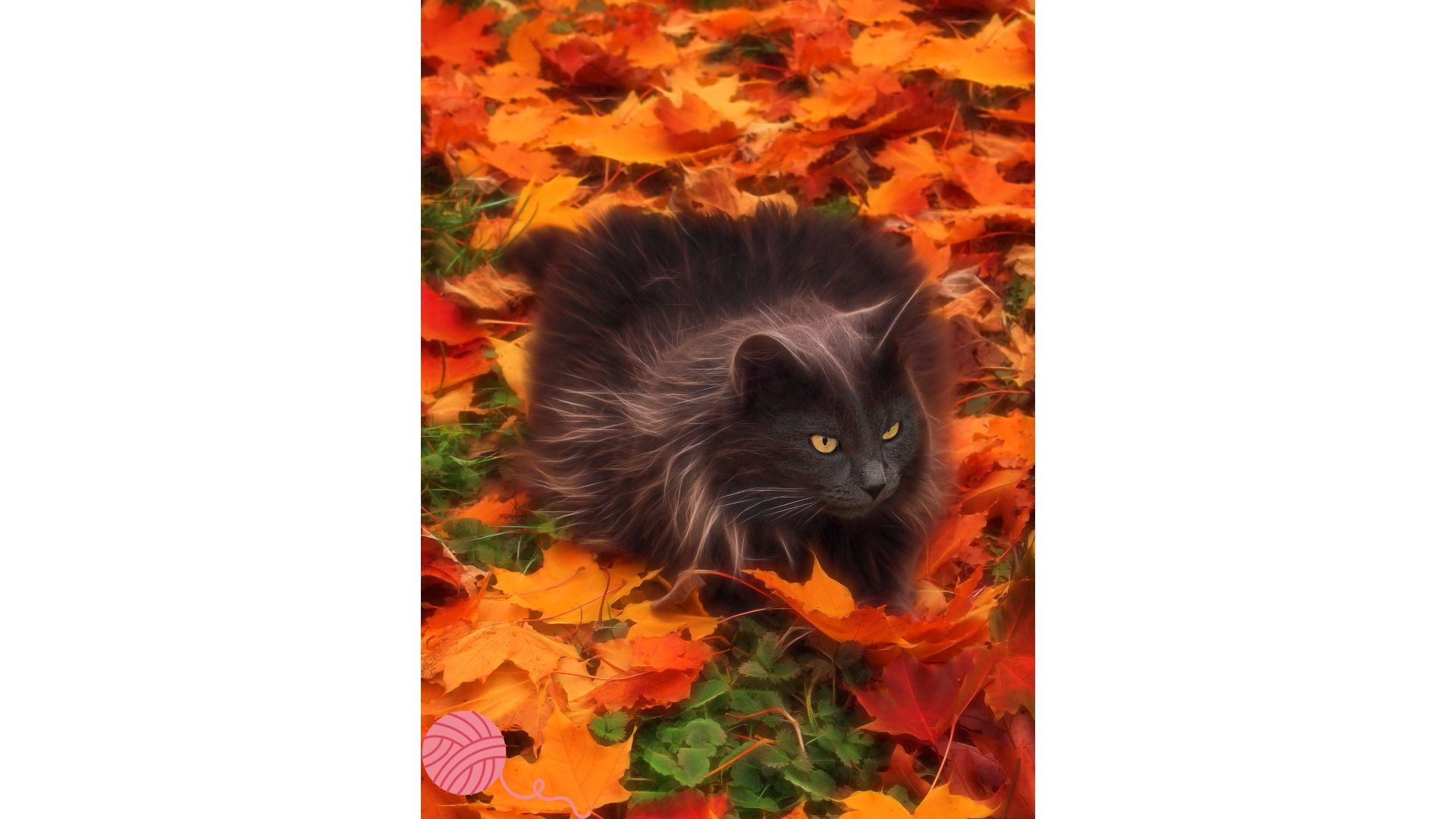 7 Essential Tips for Keeping Your Indoor Cat Happy and Healthy - The ...