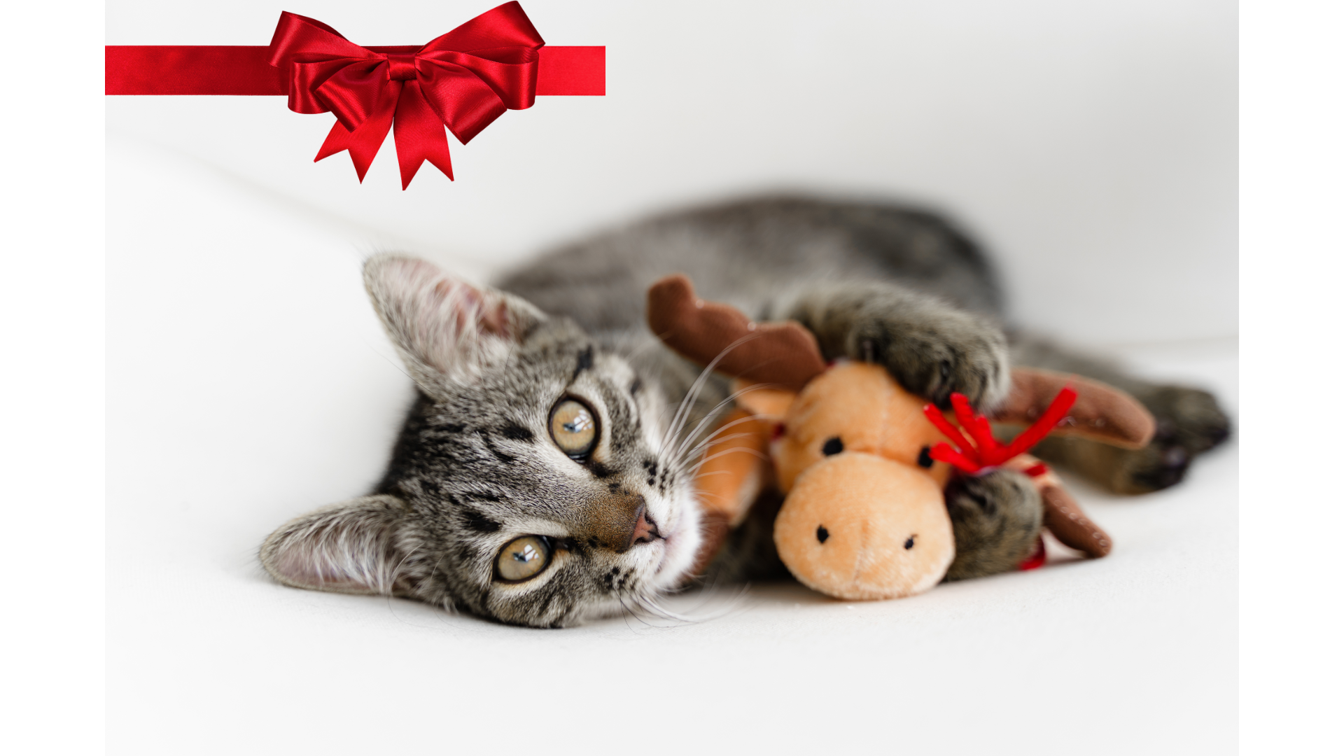 Spreading Holiday Cheer with Your Cat: Purr-fect Ways to Celebrate ...