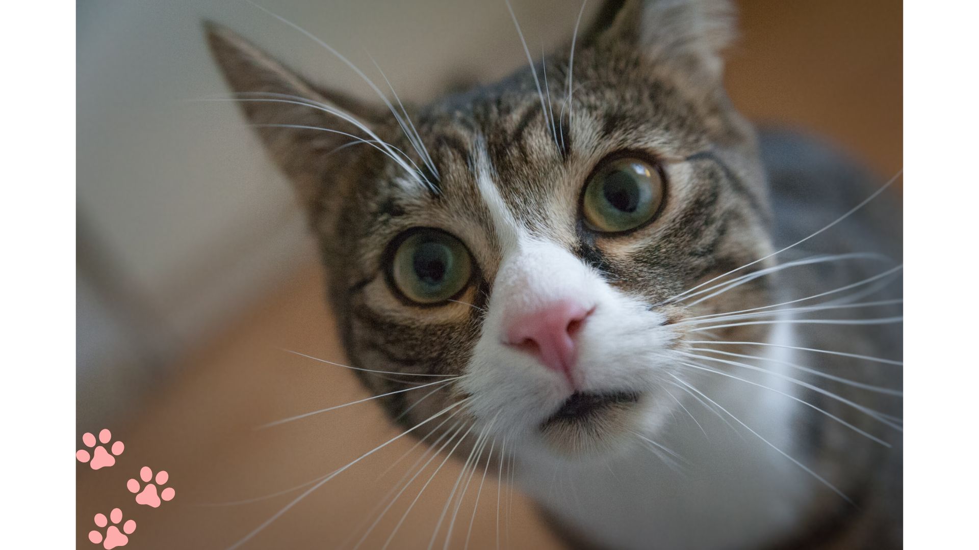 Welcoming New Cats in the New Year: A Fresh Start for You and Your ...