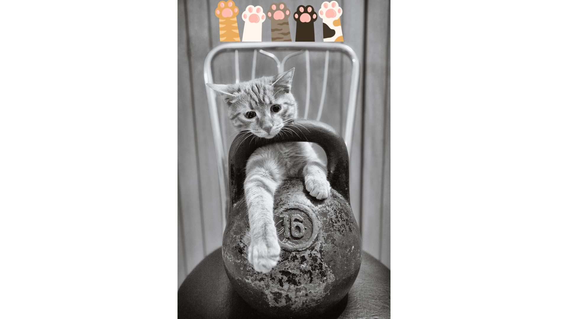 Ultimate Guide to Cat Training Tips: Enhance Your Feline's Life - The ...