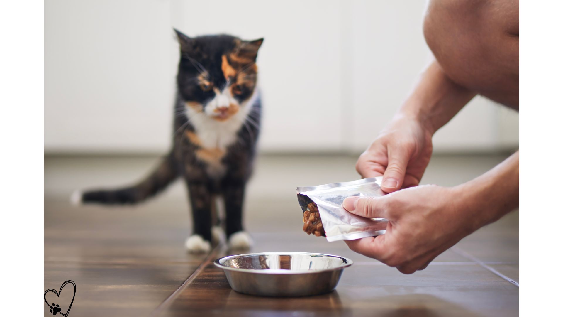Cat Nutrition 101: A Comprehensive Guide to a Healthy Feline Diet - The ...